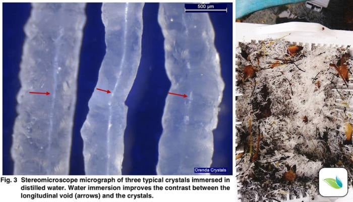 Calcium Crystals vs. Scale