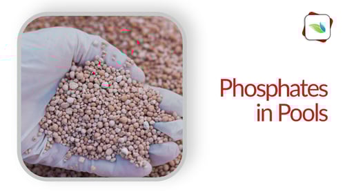 Phosphates in Pools
