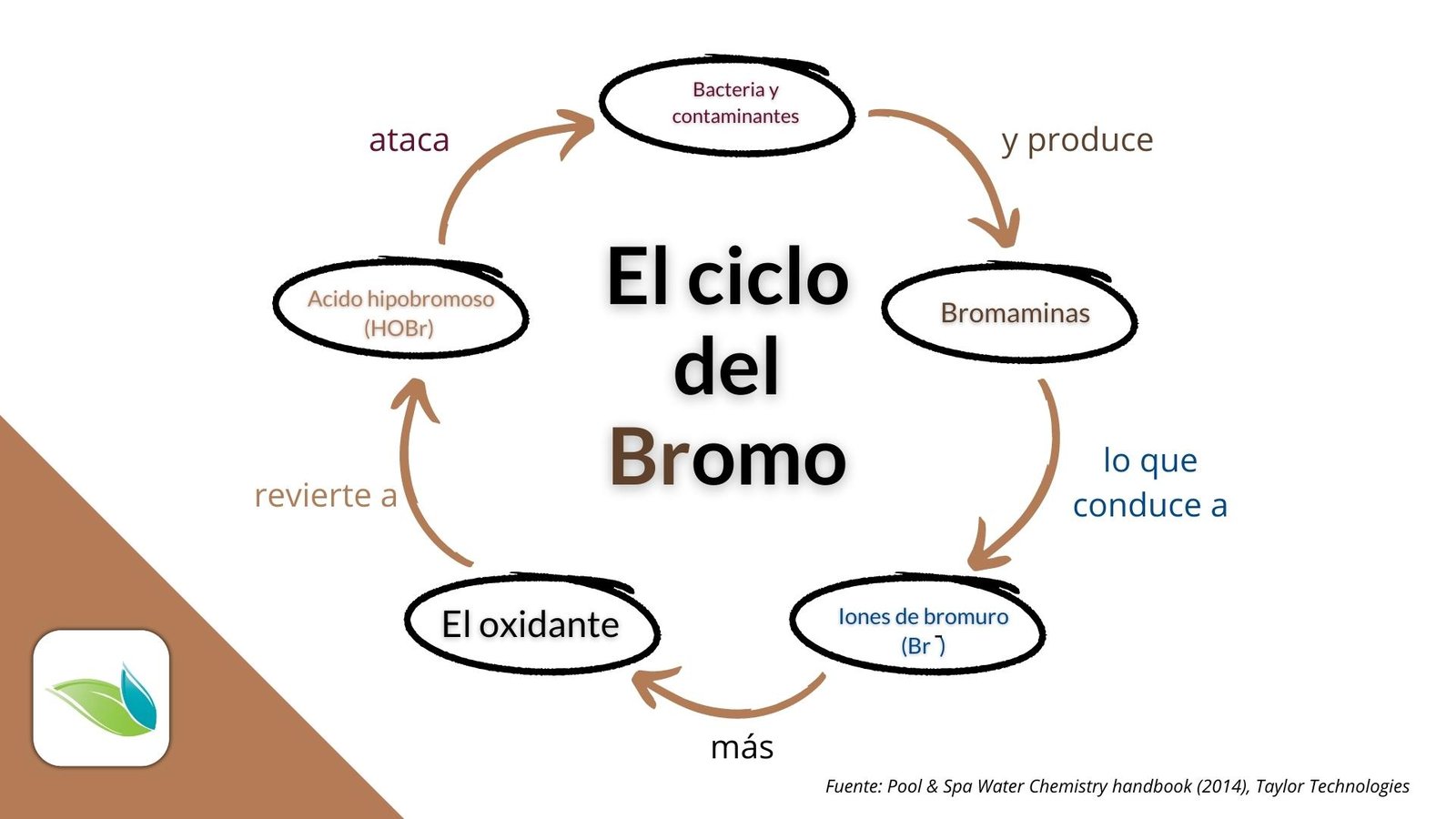 Qué es el bromo como desinfectante?