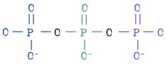 Different Types of Phosphates